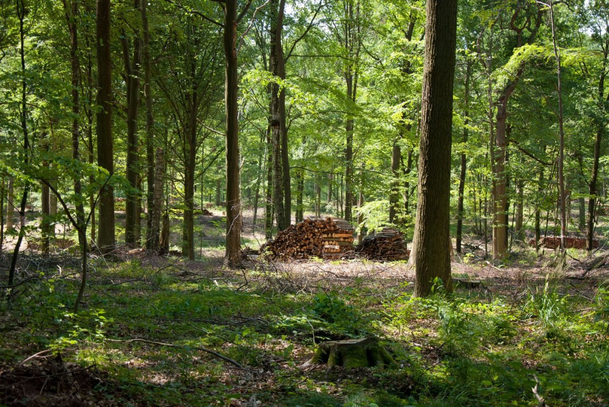 Biotope & Geotope im Steigerwald bei Iphofen