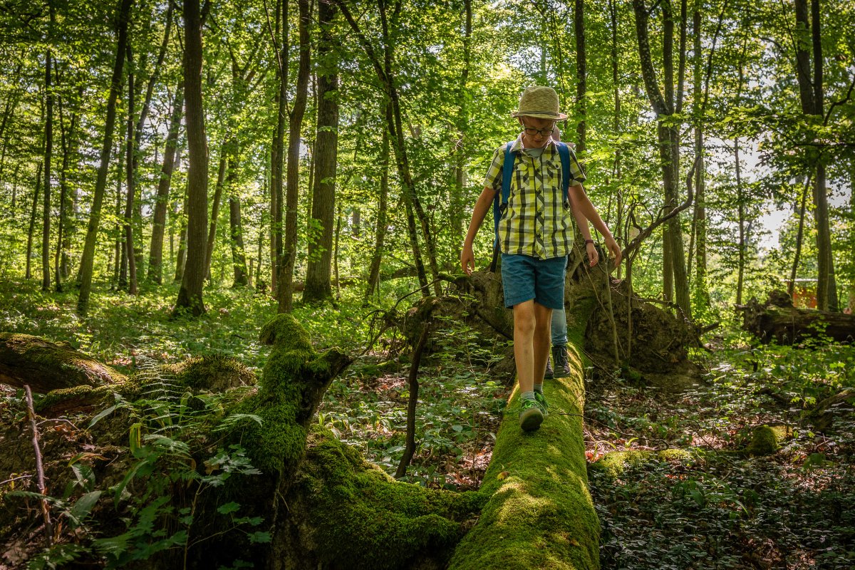Wandern & Natur erleben: Mittelwald am Steigerwald